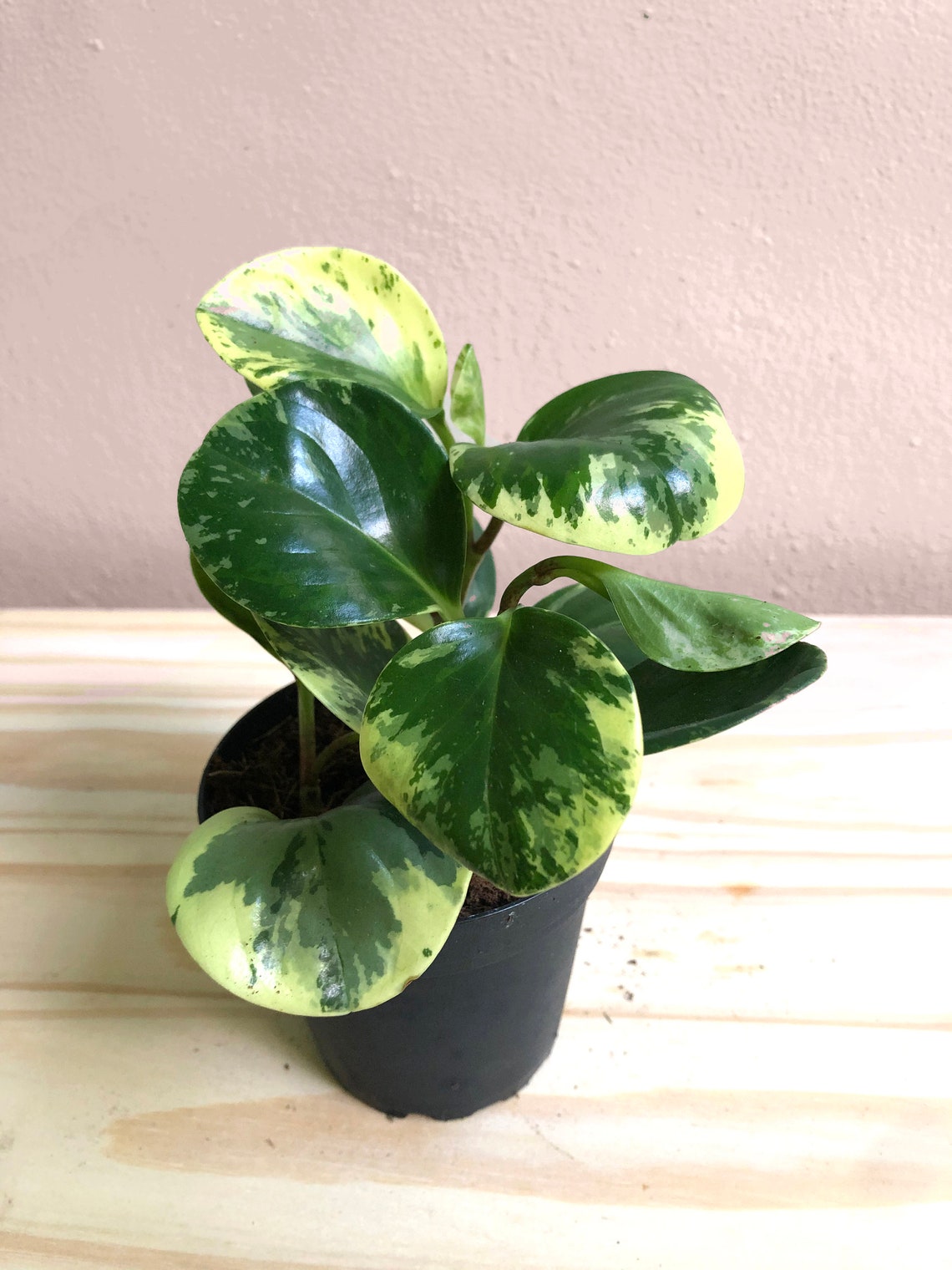 Variegated Peperomia Golden Gate Peperomia 4 Pot - Etsy