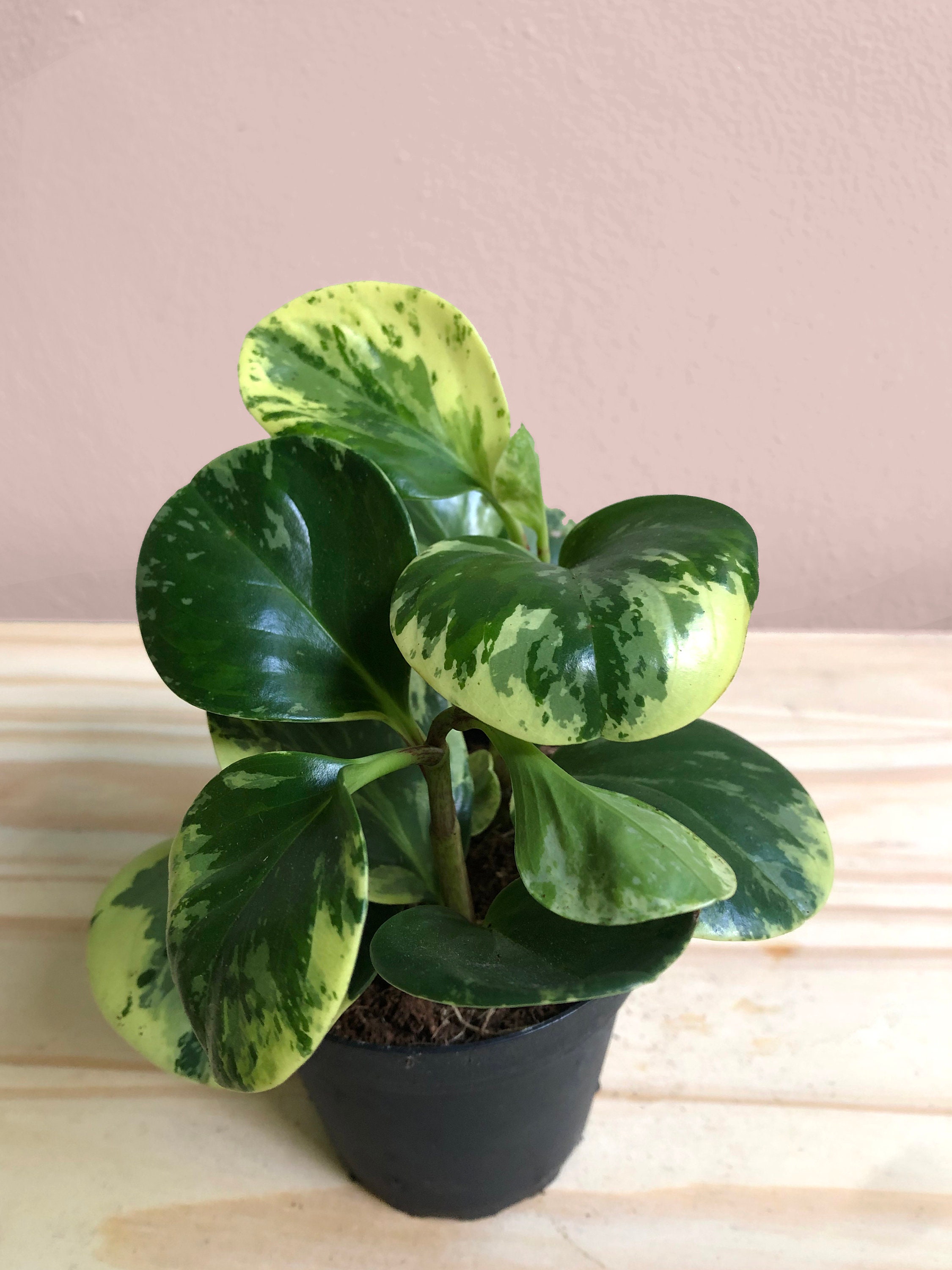 Variegated Peperomia Golden Gate Peperomia 4 Pot - Etsy
