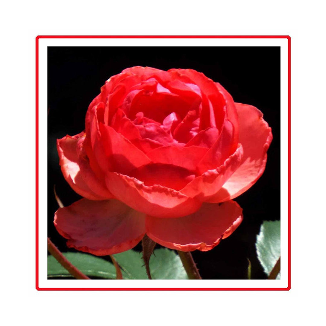Roses 6-card Set - Etsy