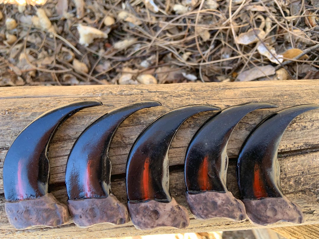 Five (5) Large 3" Grizzly Bear Claws Free Shipping - Etsy