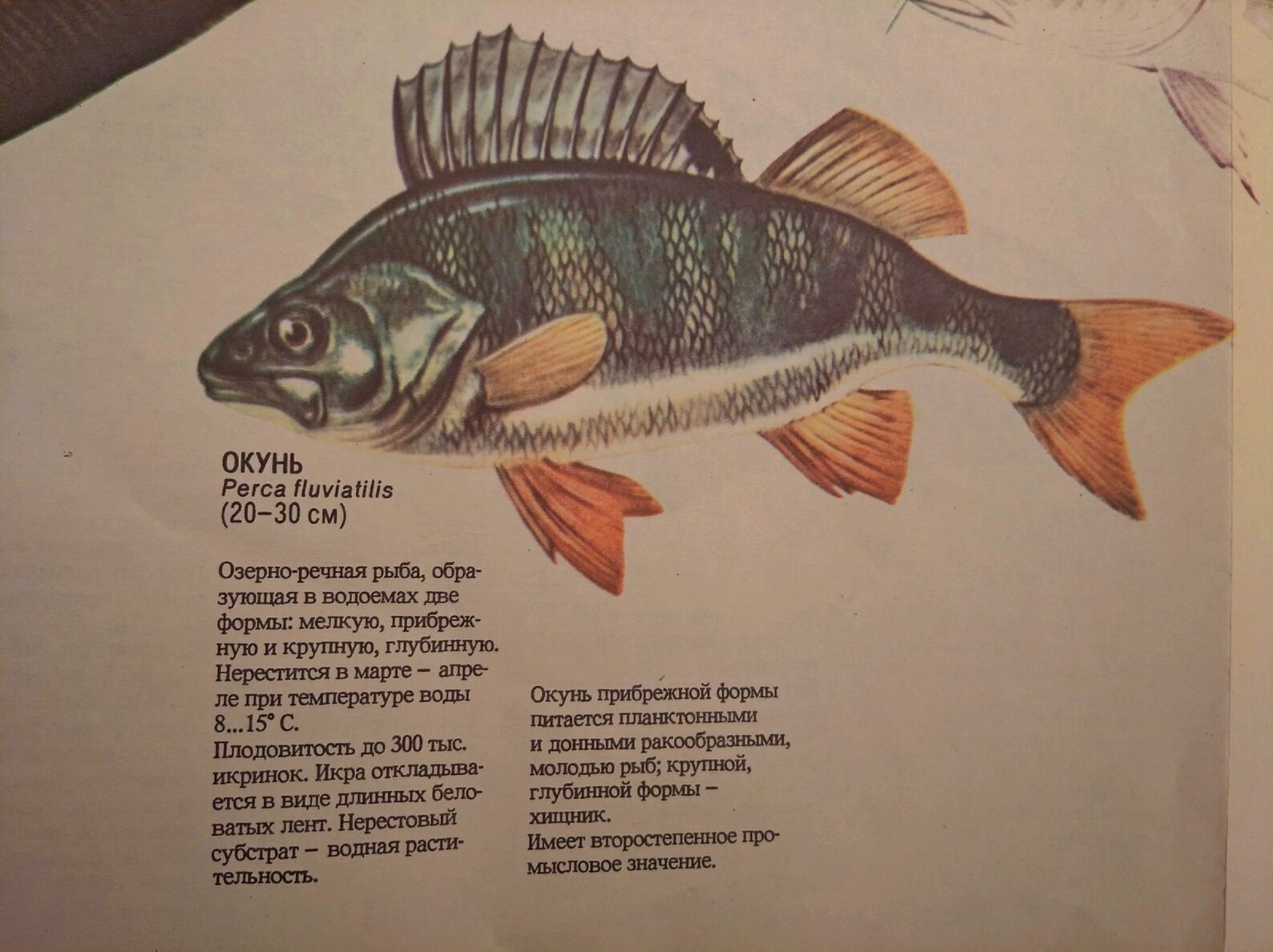 Fisherman Poster With a Description of Freshwater Fish in - Etsy