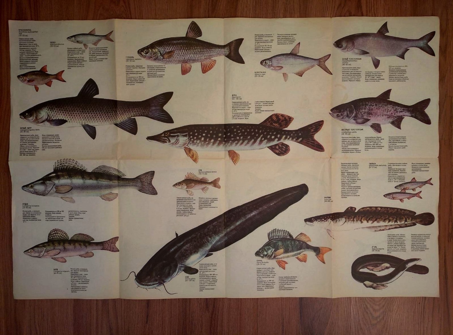Fisherman Poster With a Description of Freshwater Fish in - Etsy