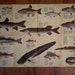 Fisherman Poster With a Description of Freshwater Fish in - Etsy