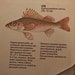 Fisherman Poster With a Description of Freshwater Fish in - Etsy