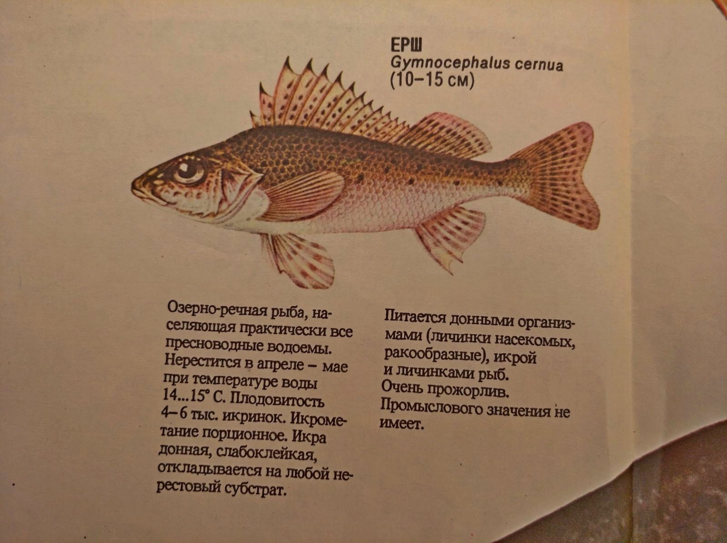 Fisherman Poster With a Description of Freshwater Fish in - Etsy