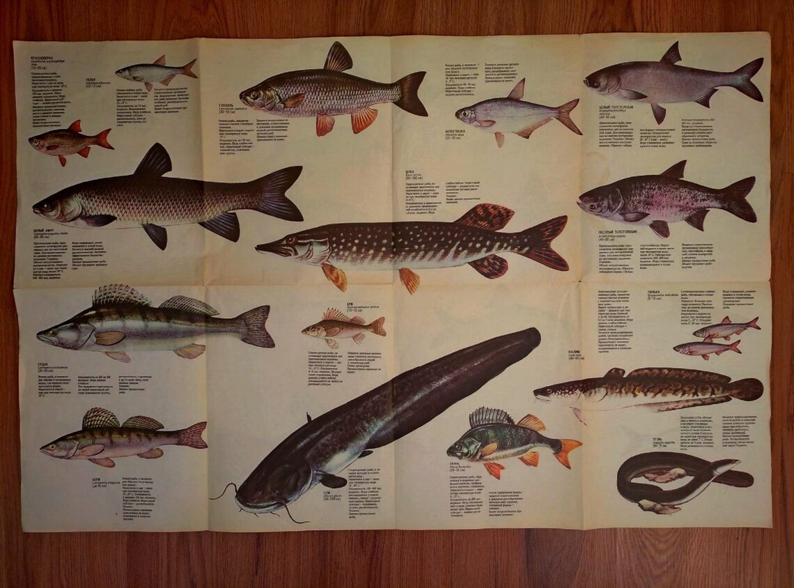Fisherman Poster With a Description of Freshwater Fish in - Etsy