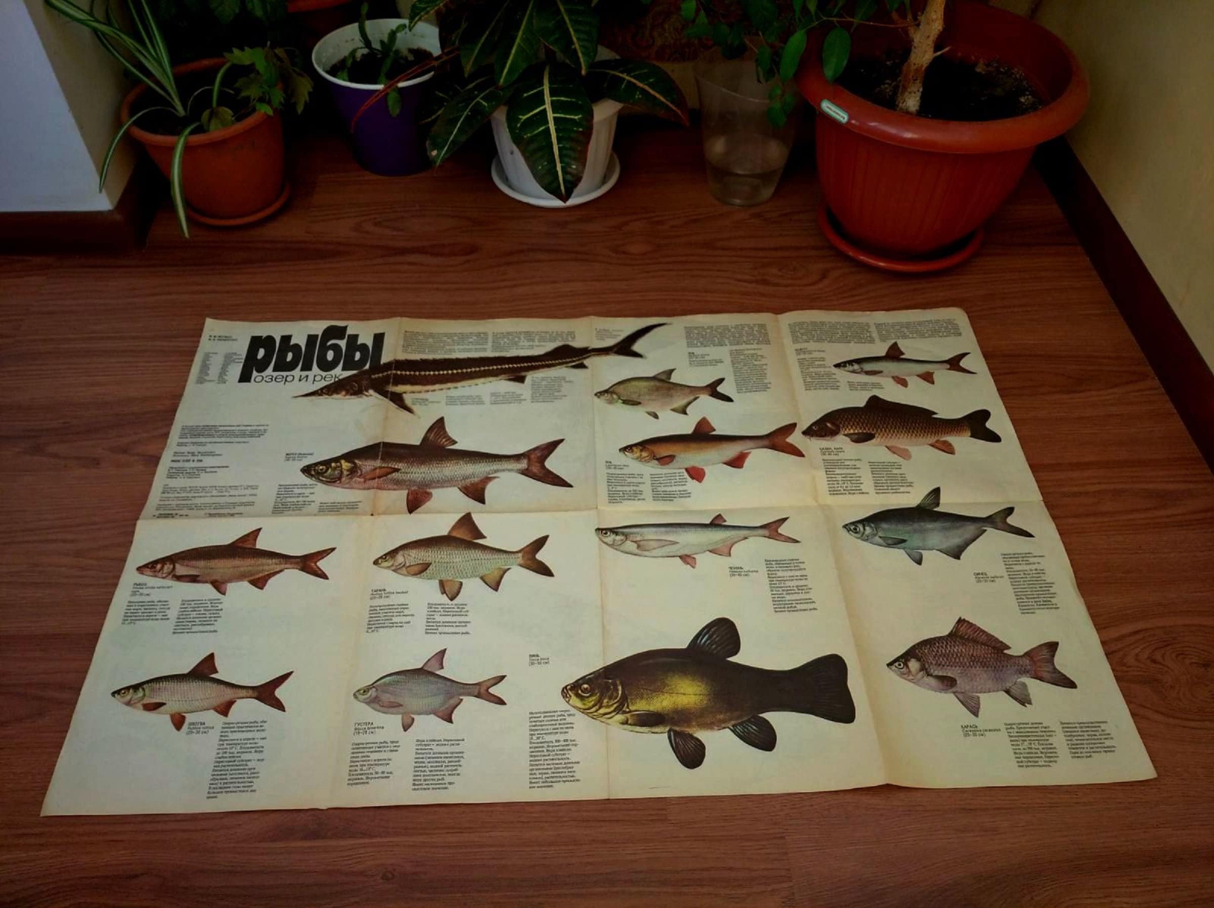 Fisherman Poster With a Description of Freshwater Fish in - Etsy