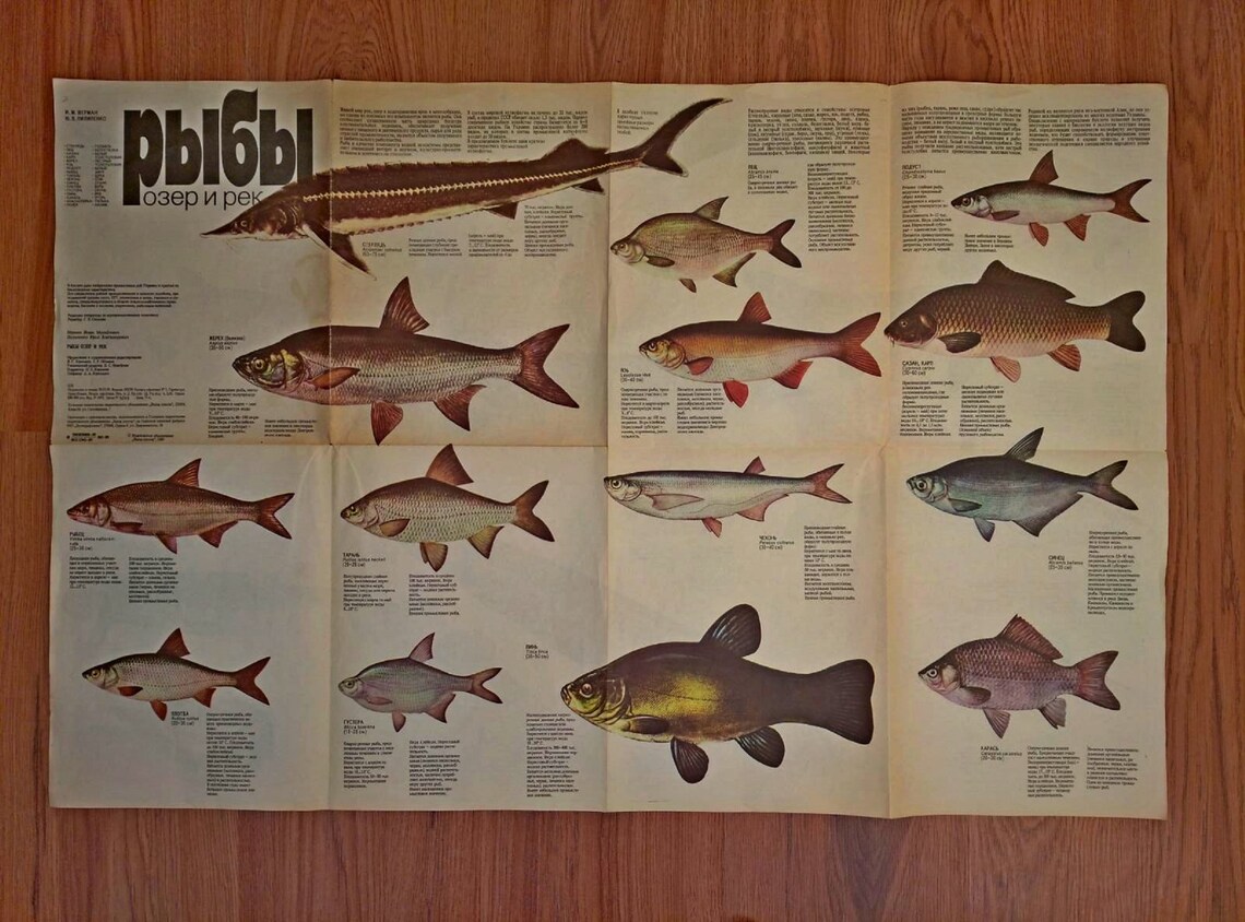 Fisherman Poster With a Description of Freshwater Fish in - Etsy