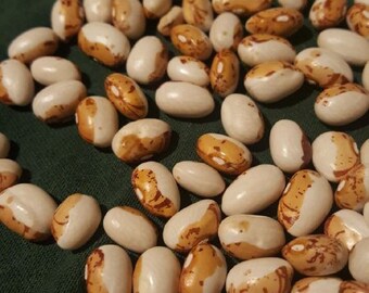 Dry Bean | Etsy