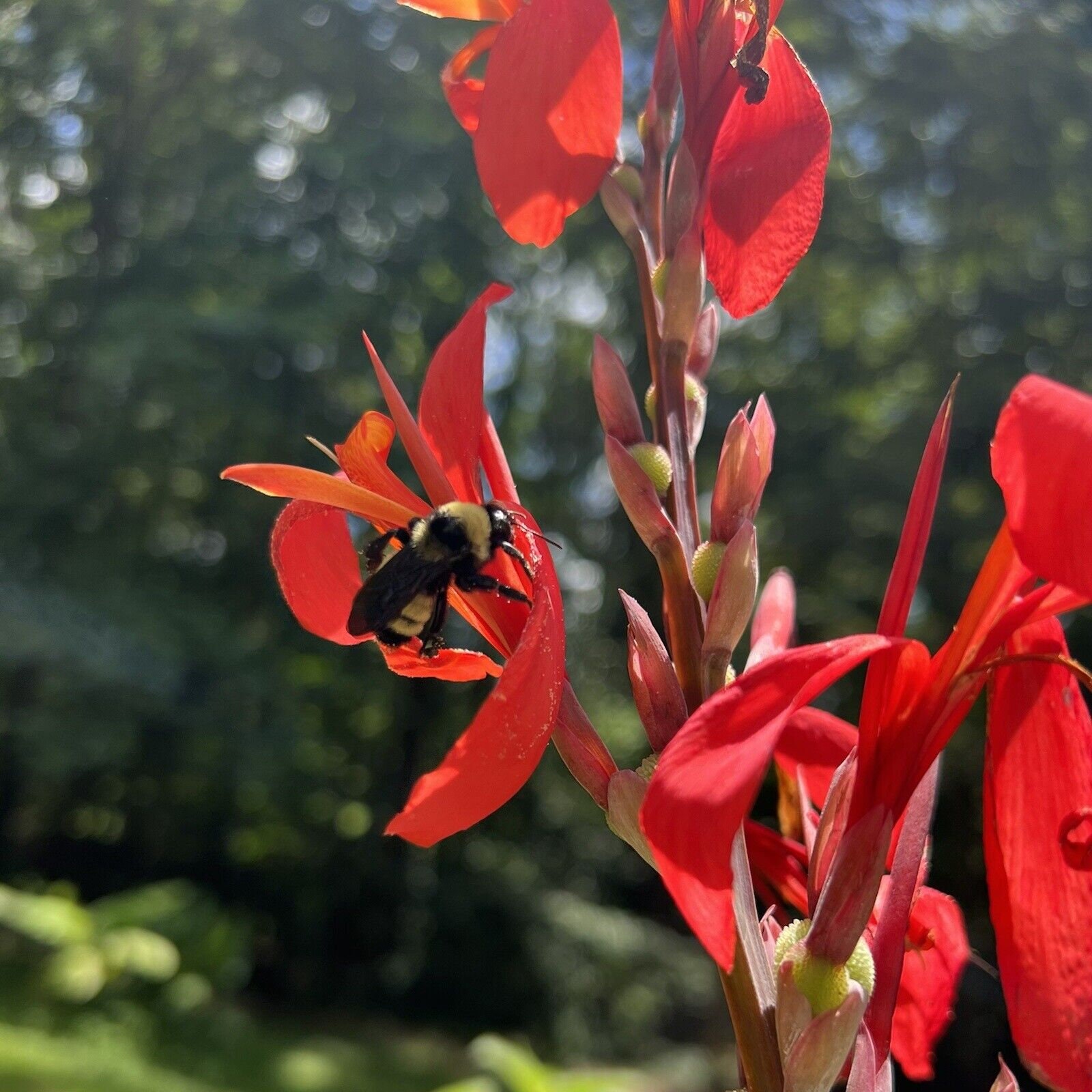 12 Red Canna Lily Bulbs Root Rhizomes - Etsy