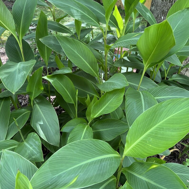 12 Red Canna Lily Bulbs Root Rhizomes - Etsy