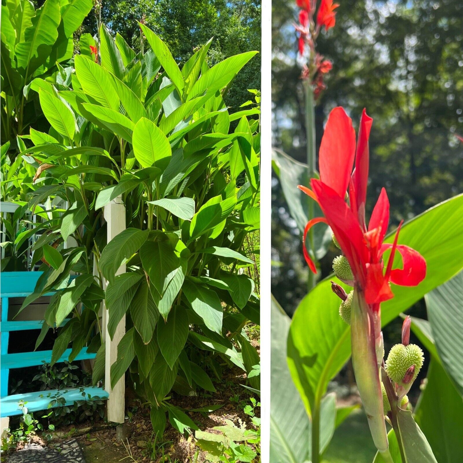 12 Red Canna Lily Bulbs Root Rhizomes - Etsy