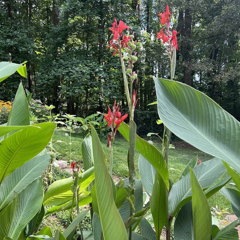 12 Red Canna Lily Bulbs Root Rhizomes - Etsy
