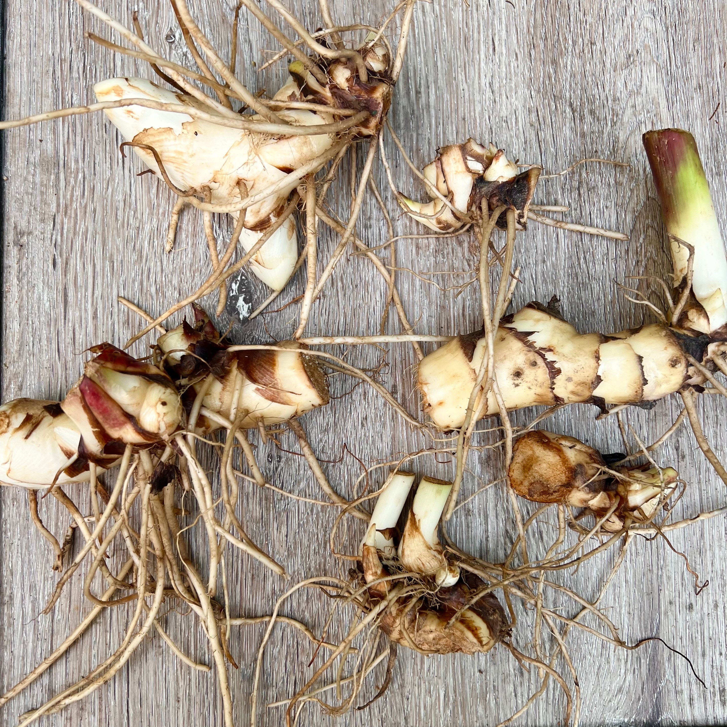 10 Red Canna Lily Bulbs Root Rhizomes - Etsy