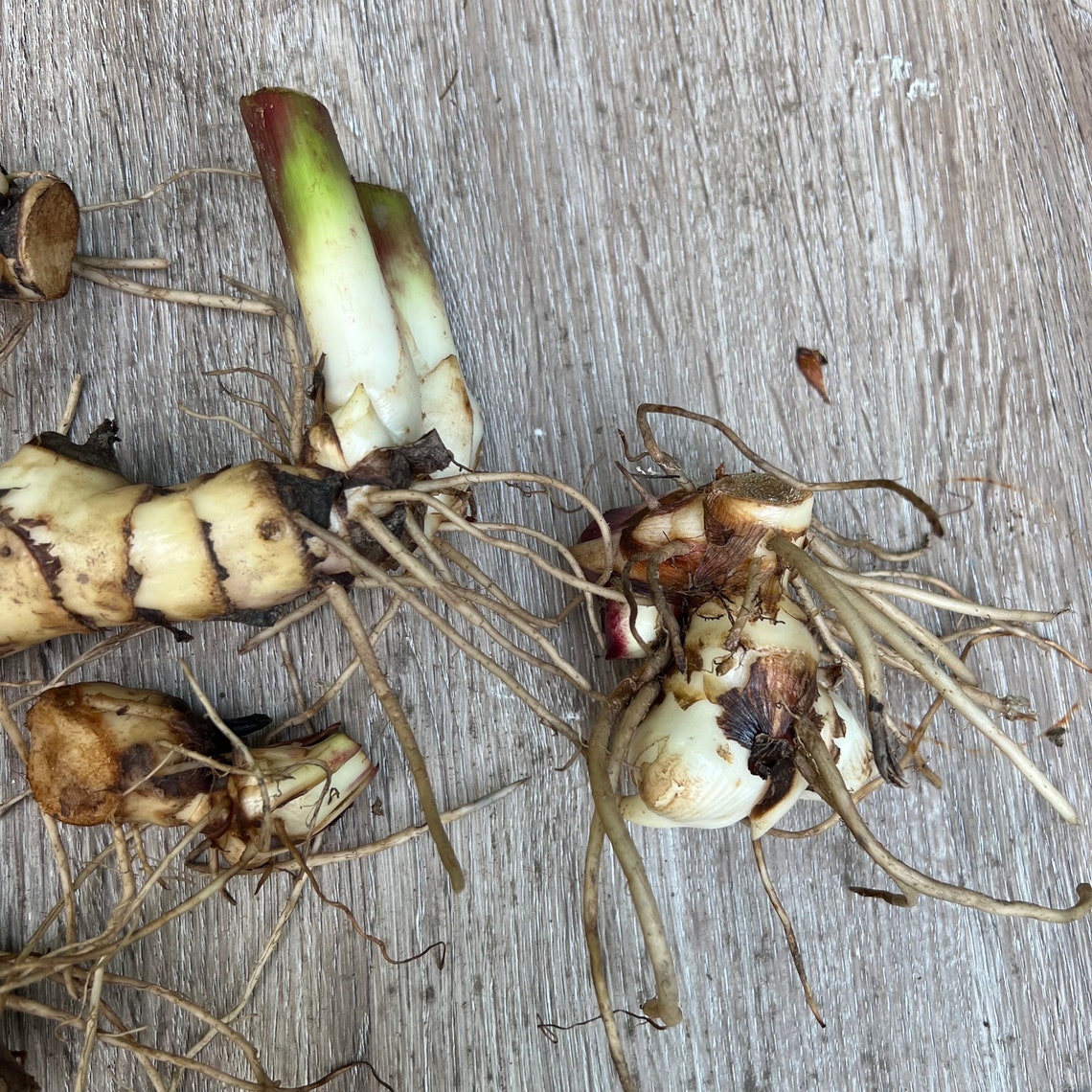 10 Red Canna Lily Bulbs Root Rhizomes - Etsy
