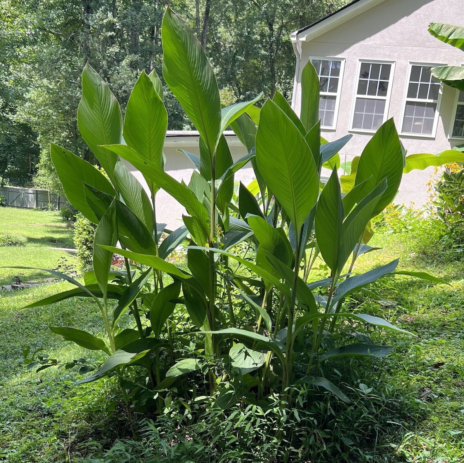12 Red Canna Lily Bulbs Root Rhizomes - Etsy