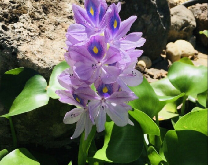 Jungle Val vallisneria Spiralis, Live Aquarium/aquatic/background Plant ...