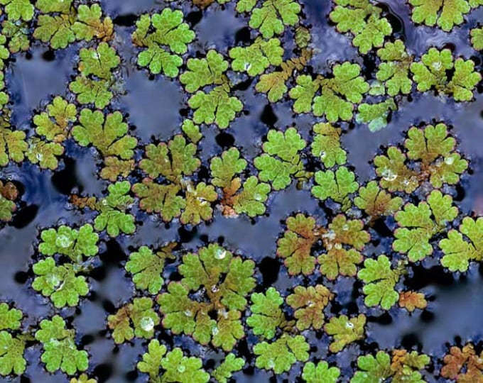 Azolla Duckweed Fern Fairy Moss 5oz Easy Floating Live Aquarium Plants ...
