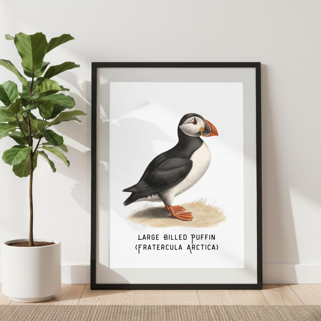 Large Billed Puffin Sketch Print - John Audubon Style Bird Art. Glossy ...