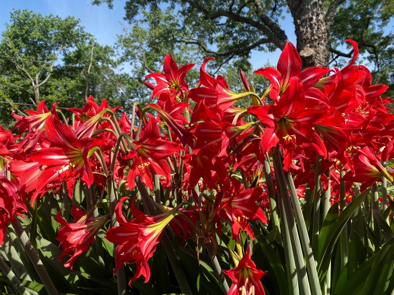 Large Hardy Amaryllis Bulbs Bloomed at Least Once - Etsy