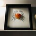 Drawn Crab, Large Size, and Real Shell - Etsy