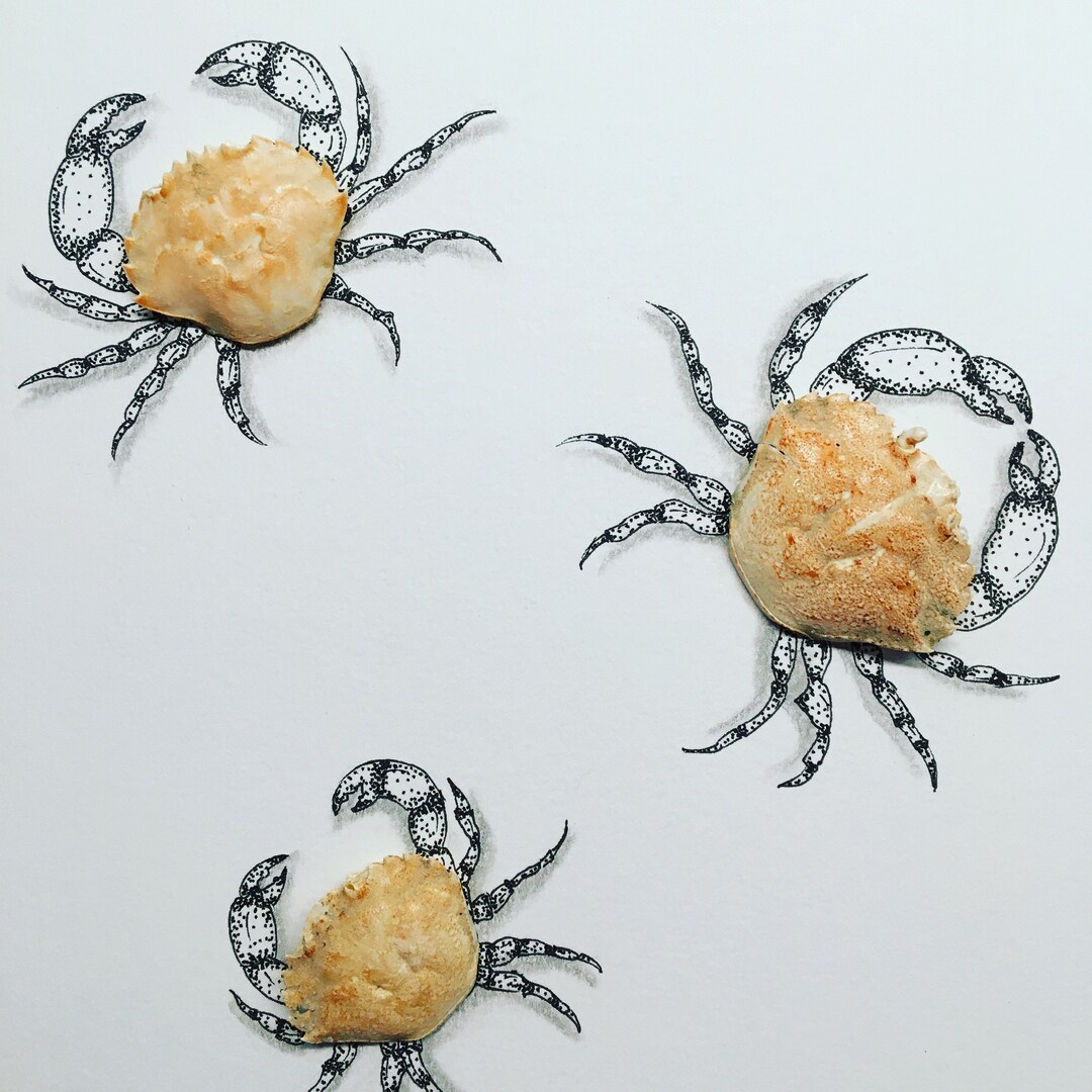 Three Drawn Crabs and Real Shells - Etsy