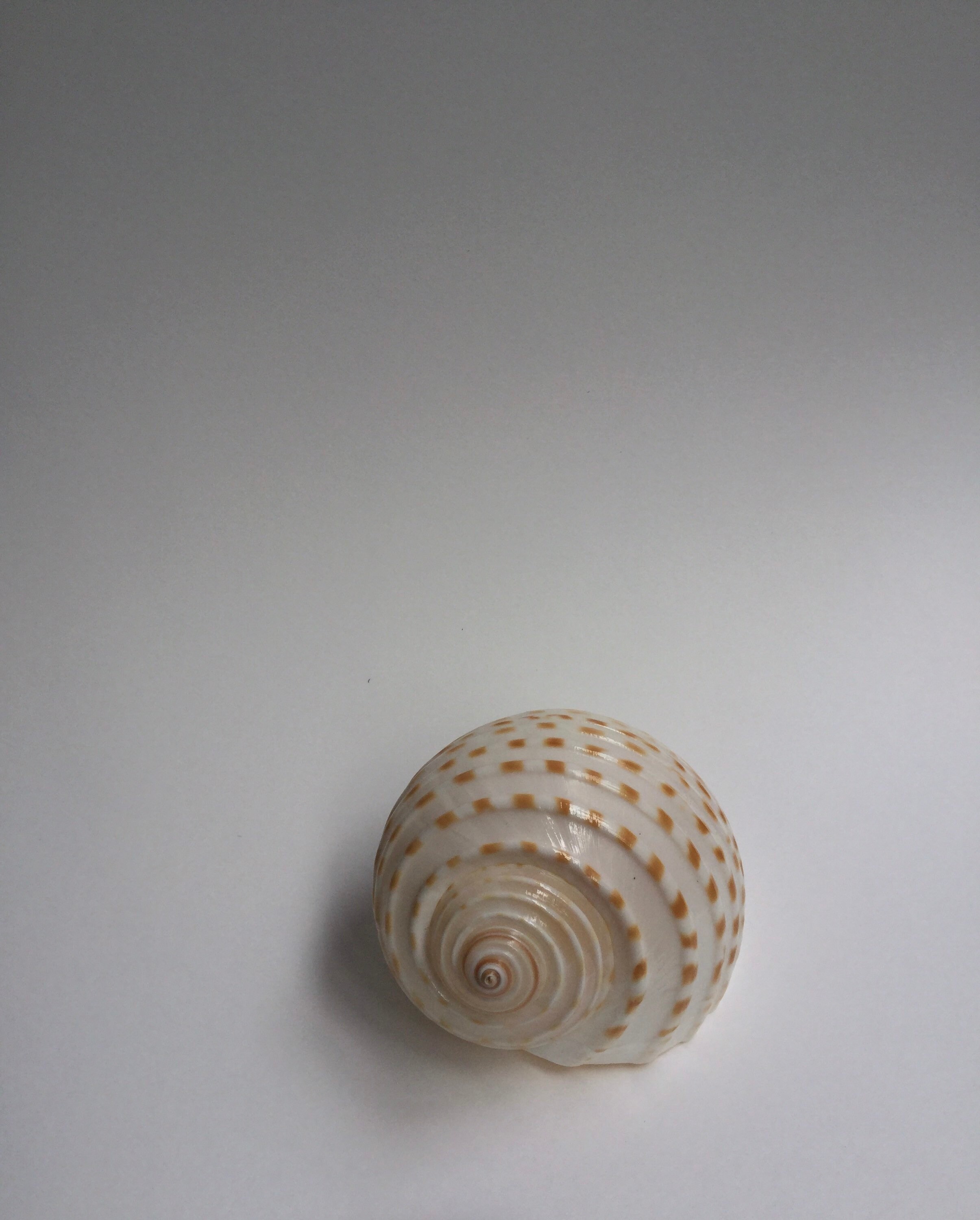 Concha Redonda Media especies desconocidas | Etsy