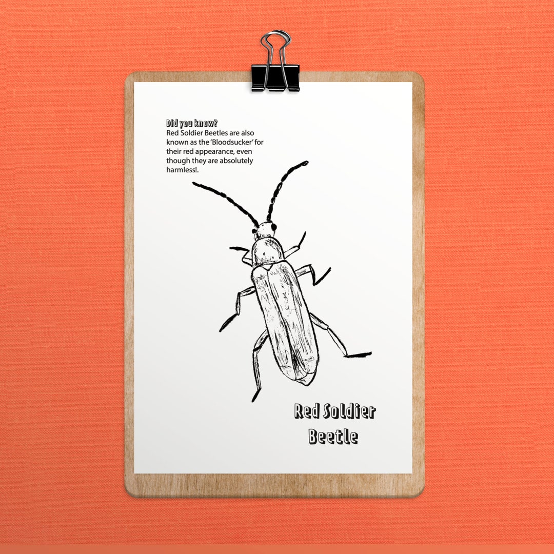 Red Soldier Beetle Children's Colouring Page | Pollinators | Children's ...