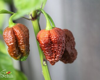 Pepper X Seeds - Etsy