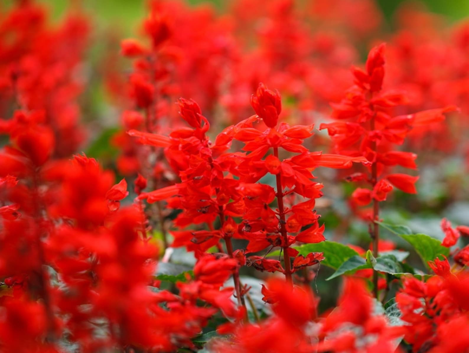 Scarlet Sage Saucy Red red Salvia Flower 10 Seeds | Etsy
