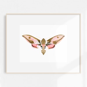 Hawk Moth Art Print 8x10 - Etsy