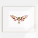 Hawk Moth Art Print 8x10 - Etsy