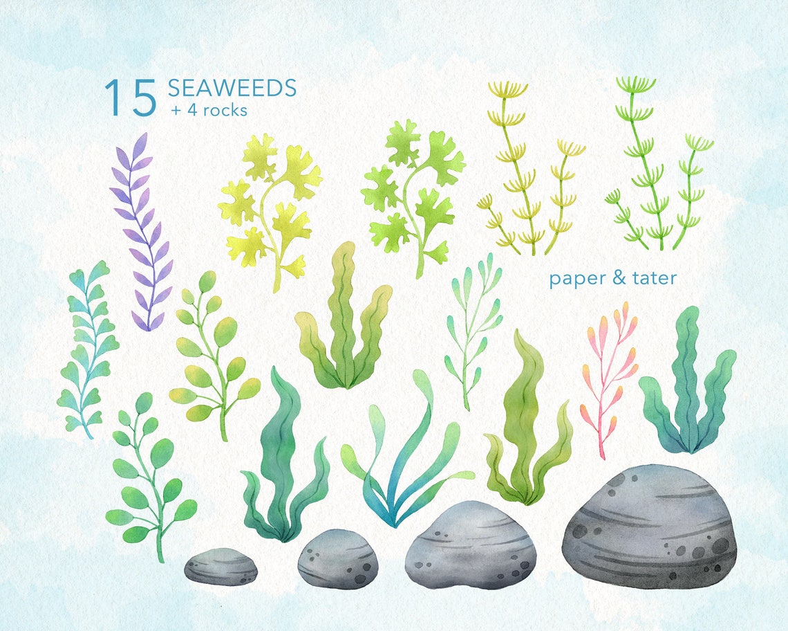Coral and Seaweed Watercolor Clipart Underwater Scene Ocean - Etsy