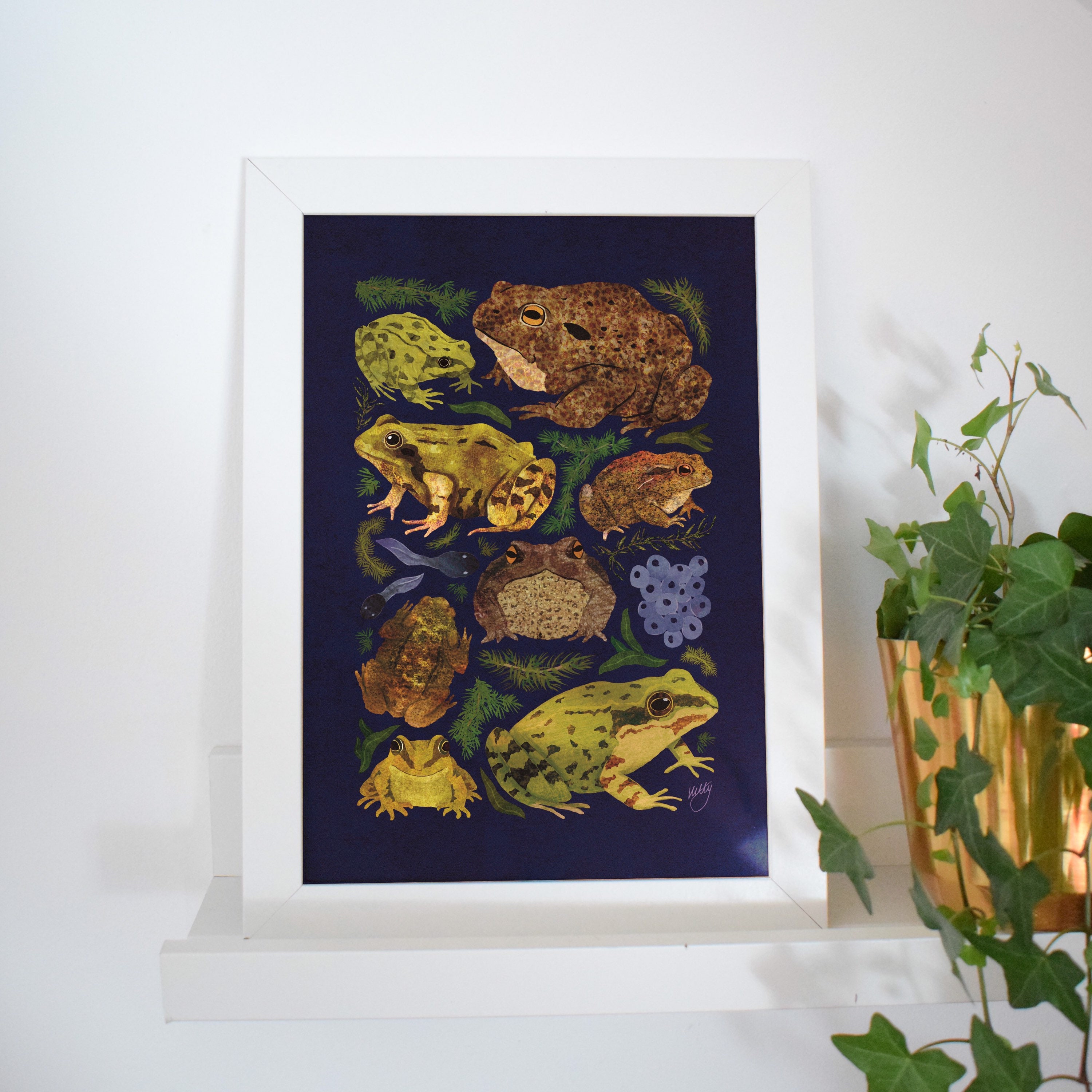 A4 British Frogs and Toads Collage Illustration Print - Etsy