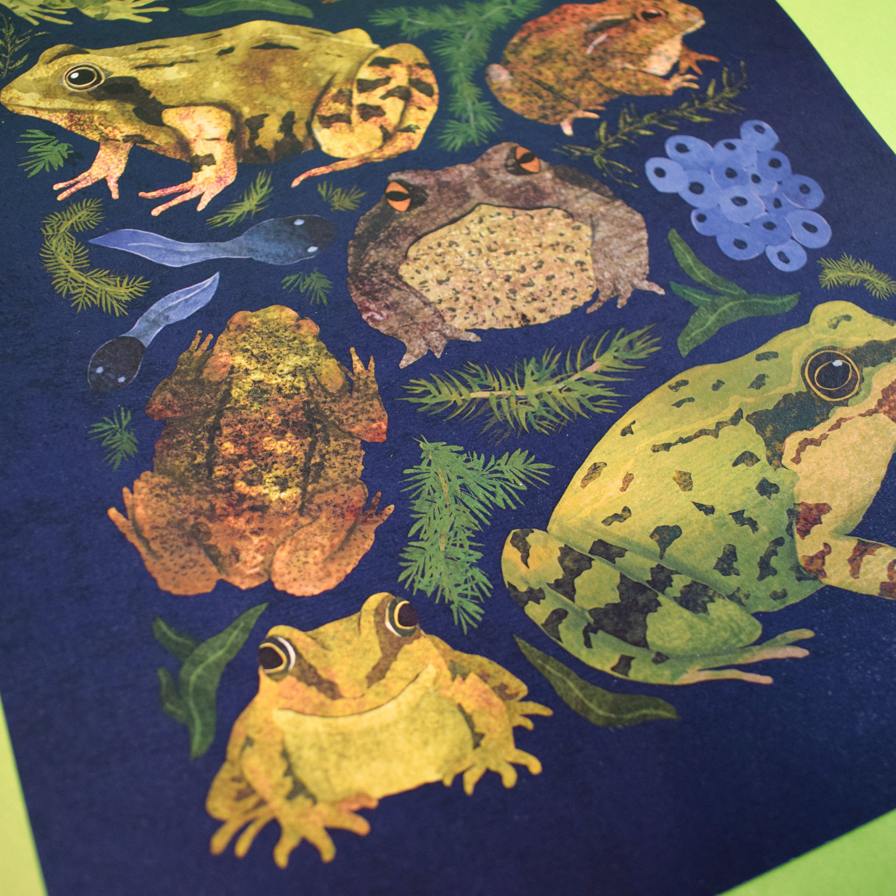 A4 British Frogs and Toads Collage Illustration Print - Etsy