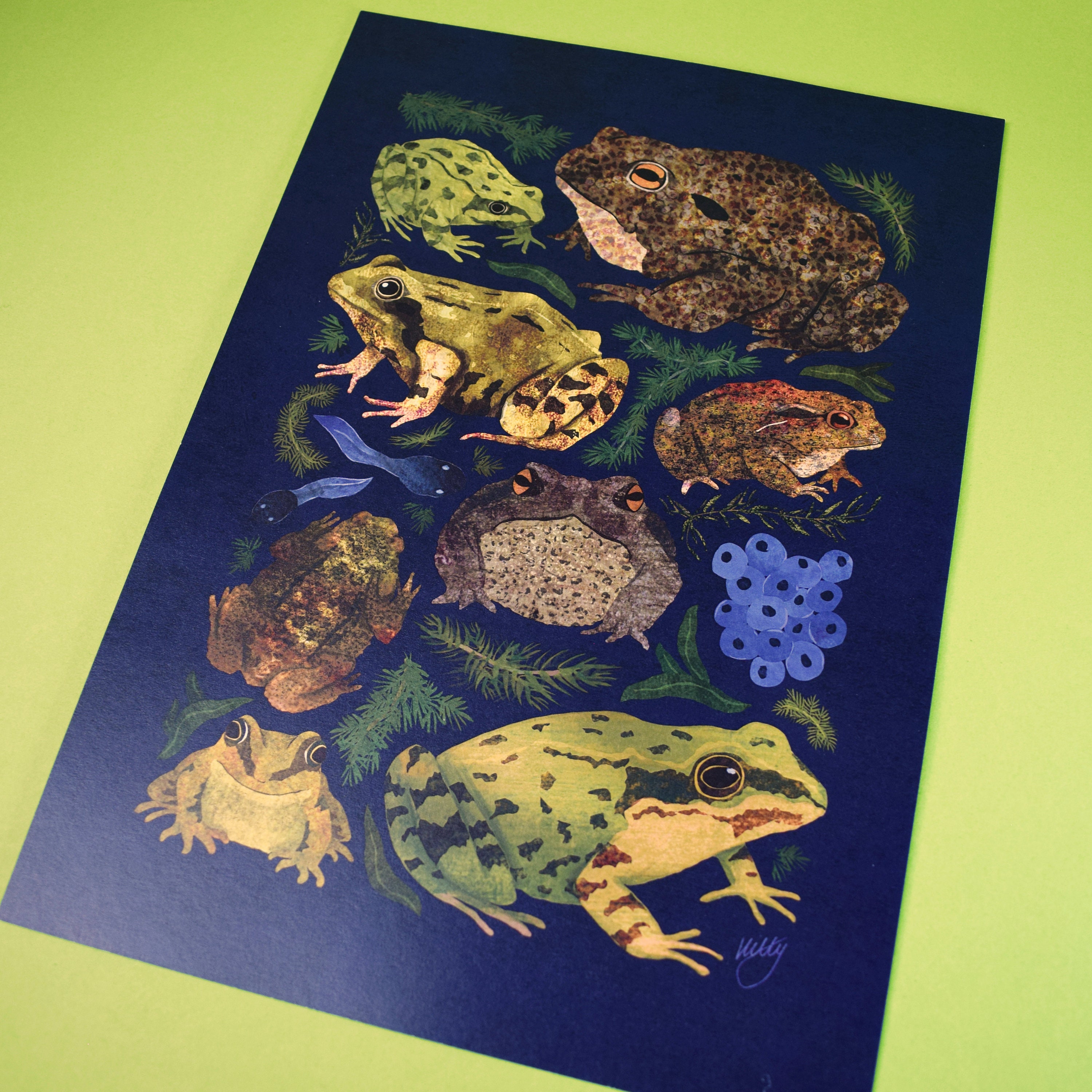 A4 British Frogs and Toads Collage Illustration Print - Etsy