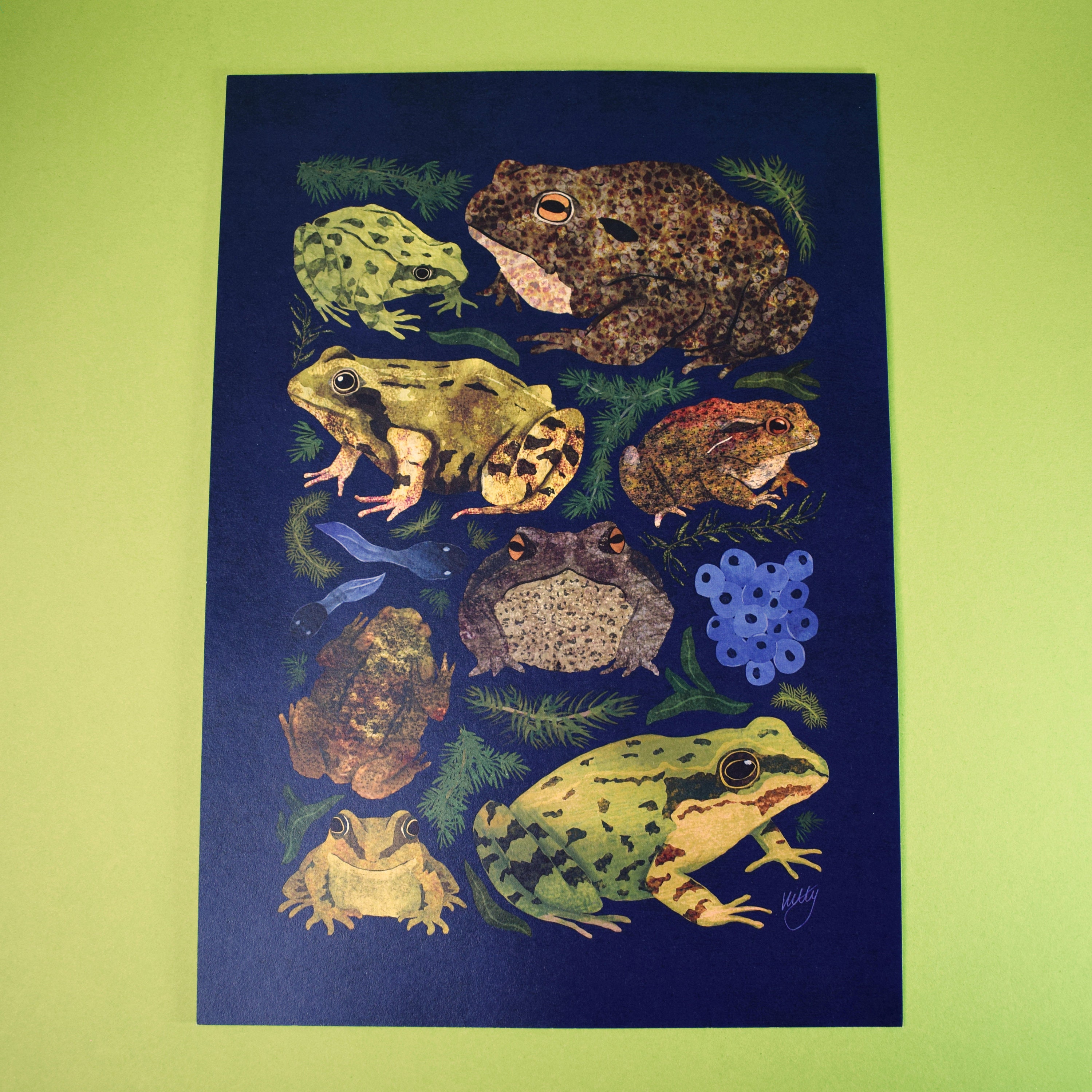 A4 British Frogs and Toads Collage Illustration Print - Etsy