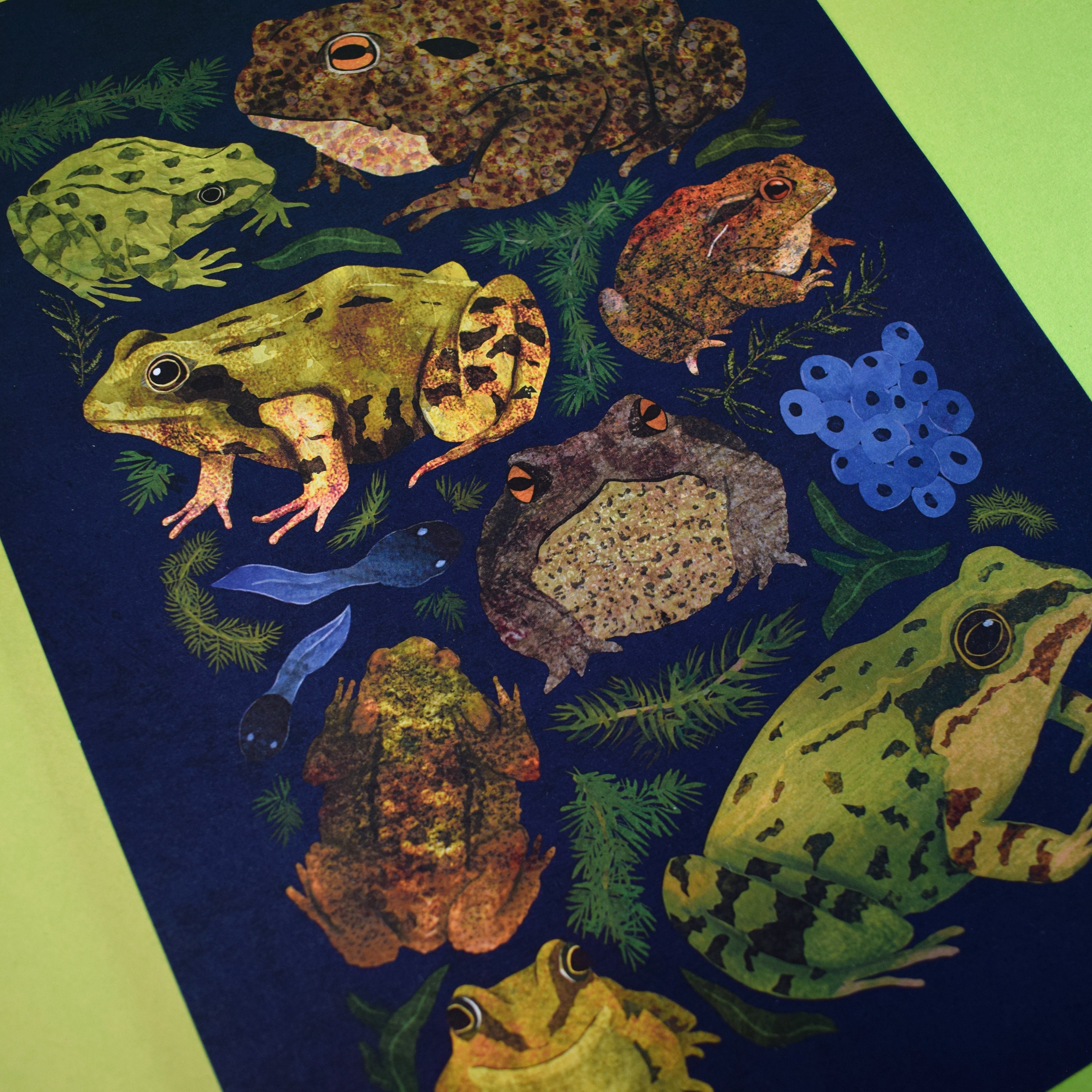 A4 British Frogs and Toads Collage Illustration Print - Etsy