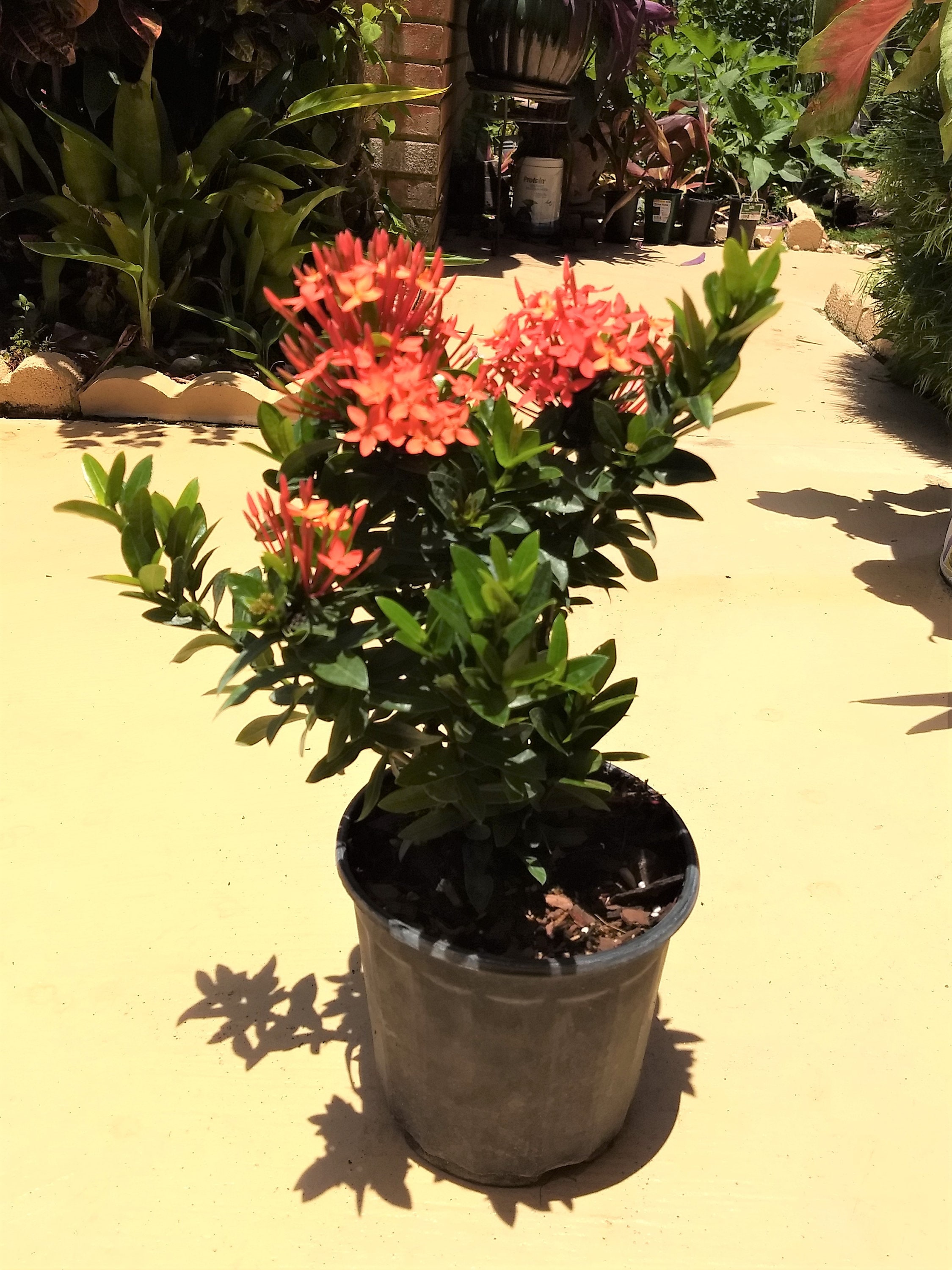 Ixora Pudica