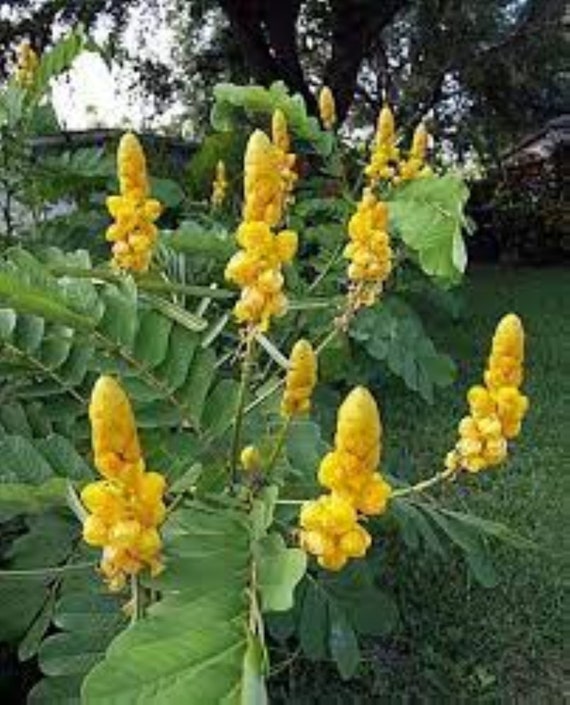 Cassia Senna Alata Candlestick 1 Whole Pod 50 SEEDS. - Etsy