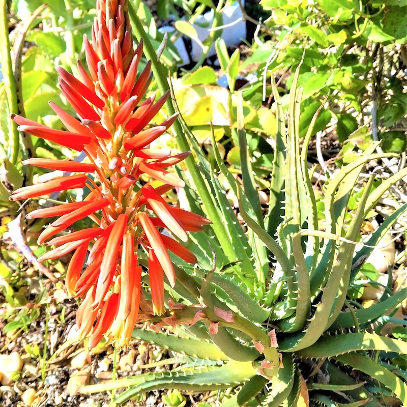 Torch Aloe - Etsy