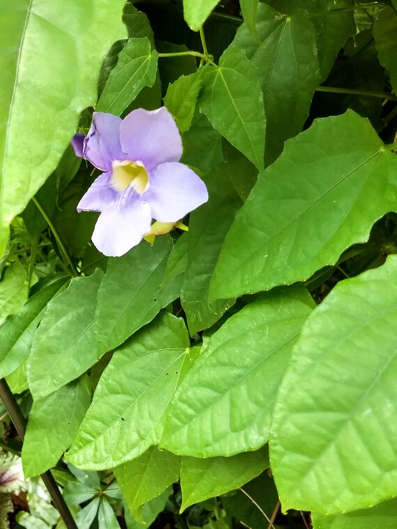Thunbergia Grandiflora Leaf