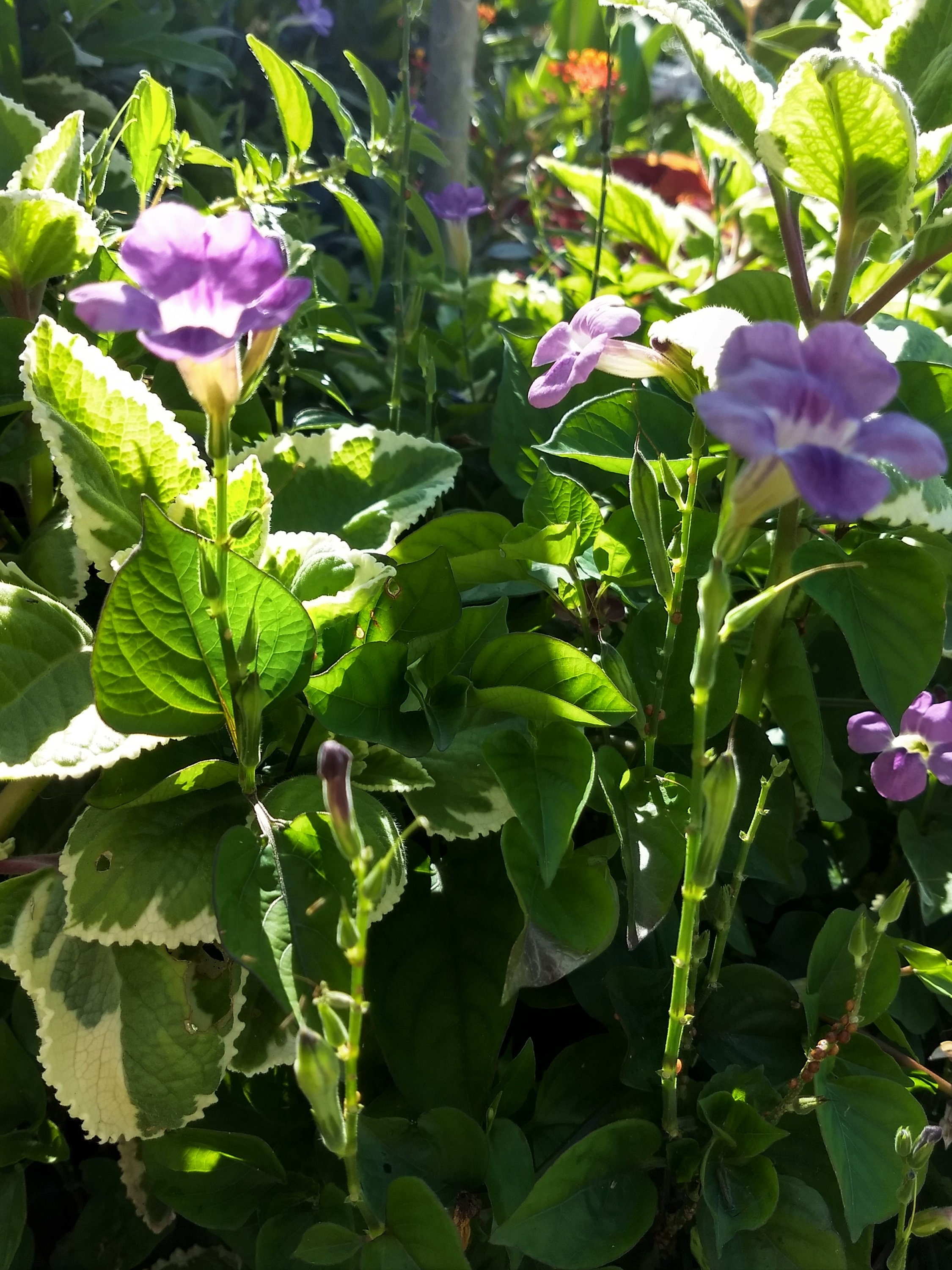 Chinese Violets Asystasia Gangetica Variegated Plant Ships - Etsy