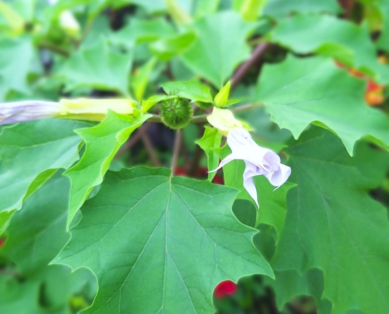 Datura Blue Night Flower Seeds, Light Purple Trumpet Blooms, 20 Seeds ...