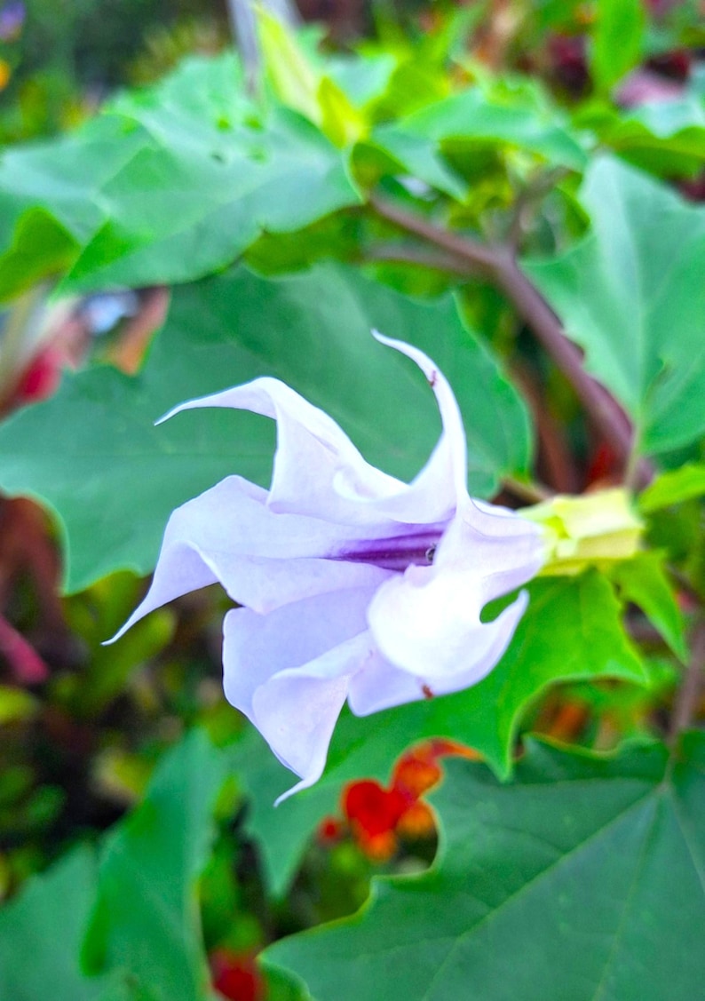 Datura Blue Night Flower Seeds, Light Purple Trumpet Blooms, 20 Seeds ...
