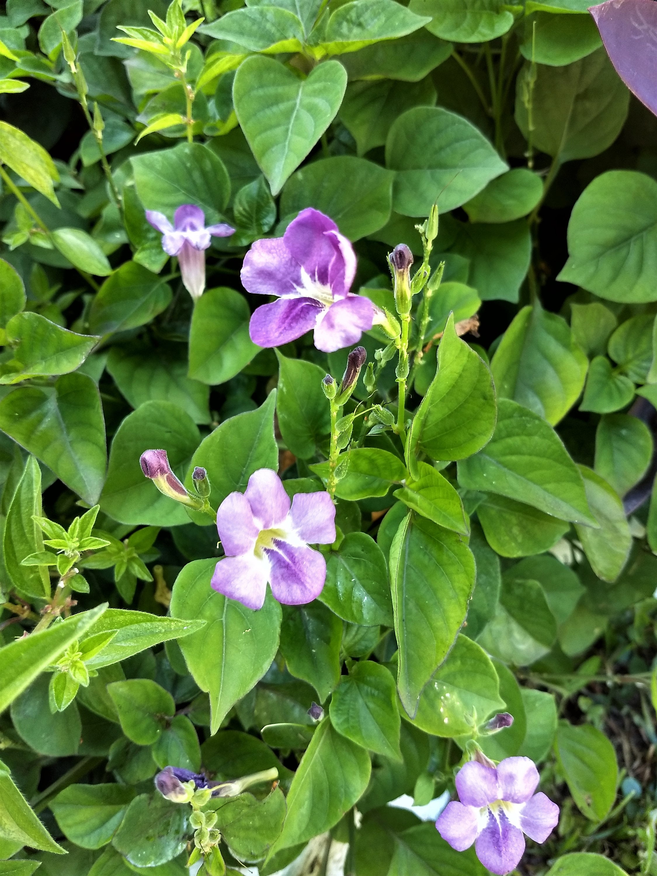 Chinese Violets Asystasia Gangetica Variegated Plant Ships - Etsy