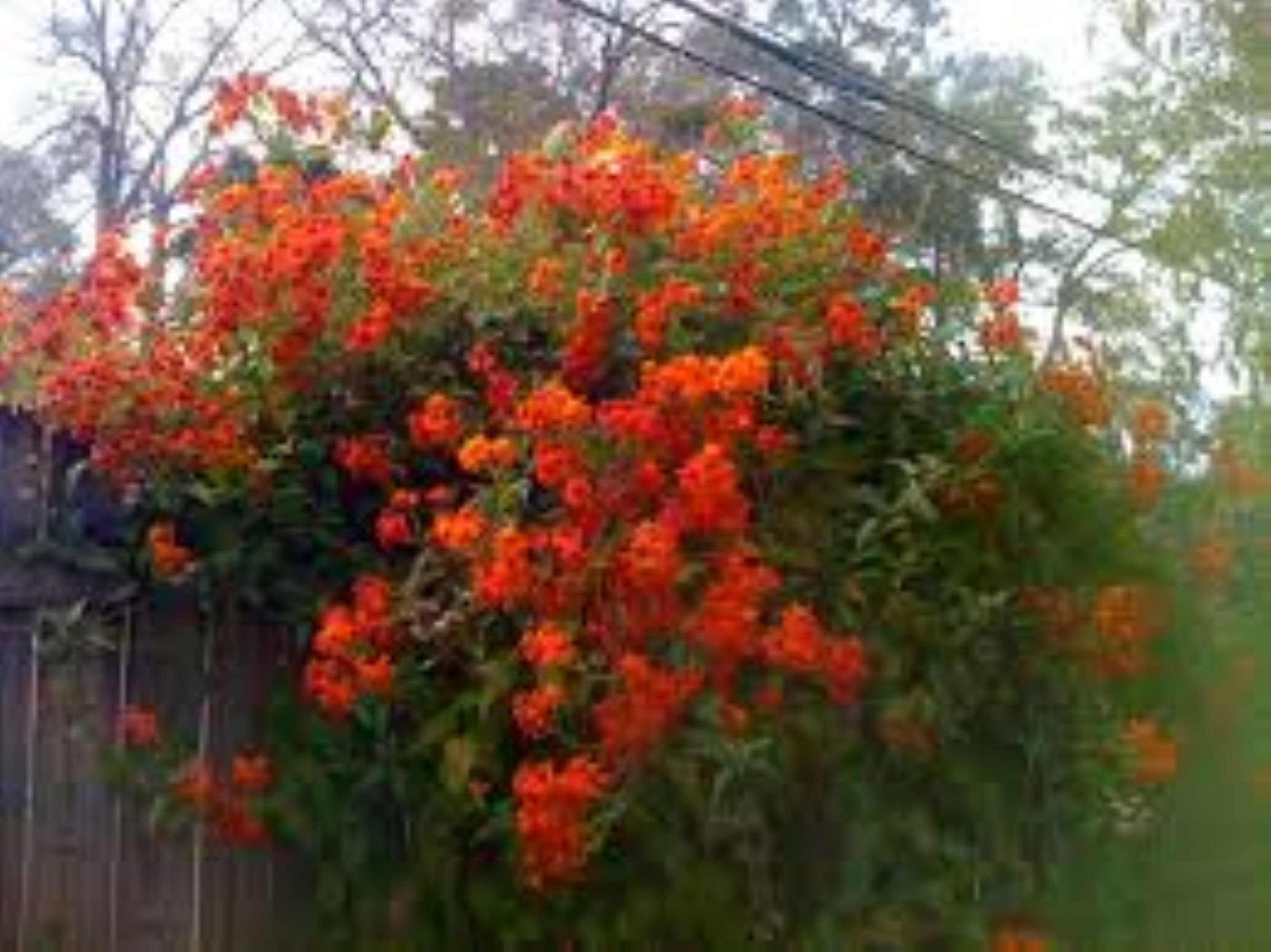 Flame Vine