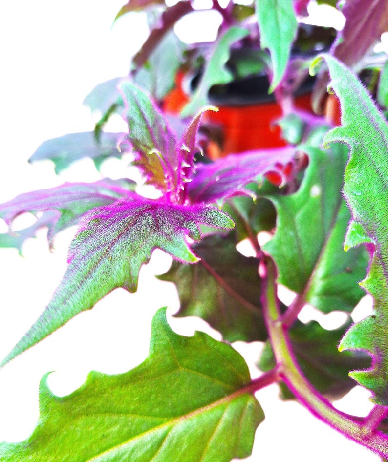 Exotic Purple Passion Gynura Aurantiaca 4-6" Rooted Plant Ships Fast ...