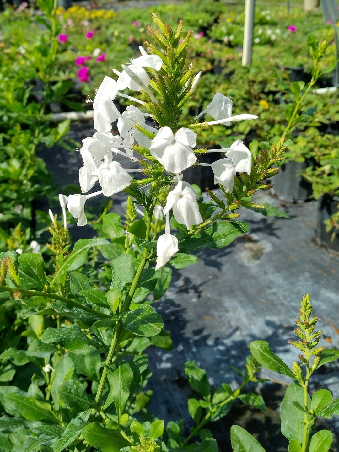White Plumbago Zeylanica Ceylon Leadwort Doctorbush 20 - Etsy