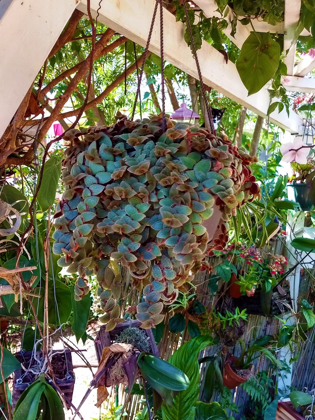 Tri Color Rare Tradescantia Baby Bunny Bellies 5 Cuttings. - Etsy